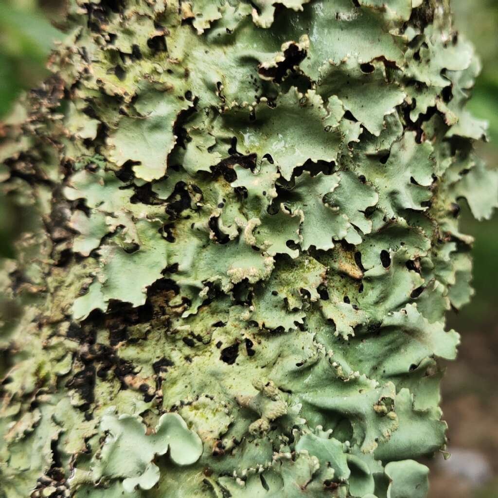 Stone Flower-kalpasi- Dagad Pfool- Patthar Ke Phool | SPICECLIQ